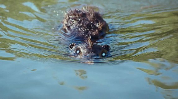 John’s Horror Corner: Zombeavers (2015), bringing us mutant rabid ...