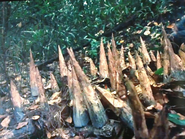 MFF Special: Analyzing the Unsuccessful and Unnecessarily Large Trap in ...