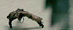 John’s Horror Corner: Splinter (2008), delivering twitchy plant zombies ...