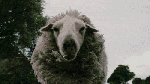 John’s Horror Corner: Black Sheep (2006), a goretastic New Zealand ...